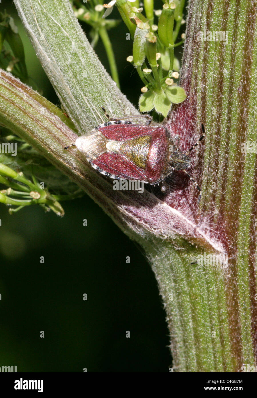 Sloe Shield Bug High Resolution Stock Photography and Images - Alamy
