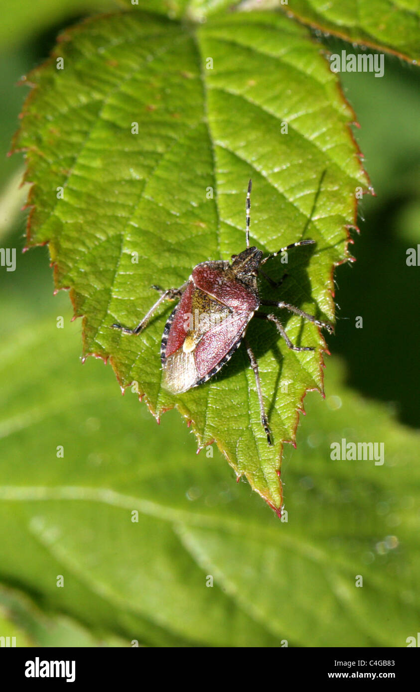 Common stink bugs hi-res stock photography and images - Alamy