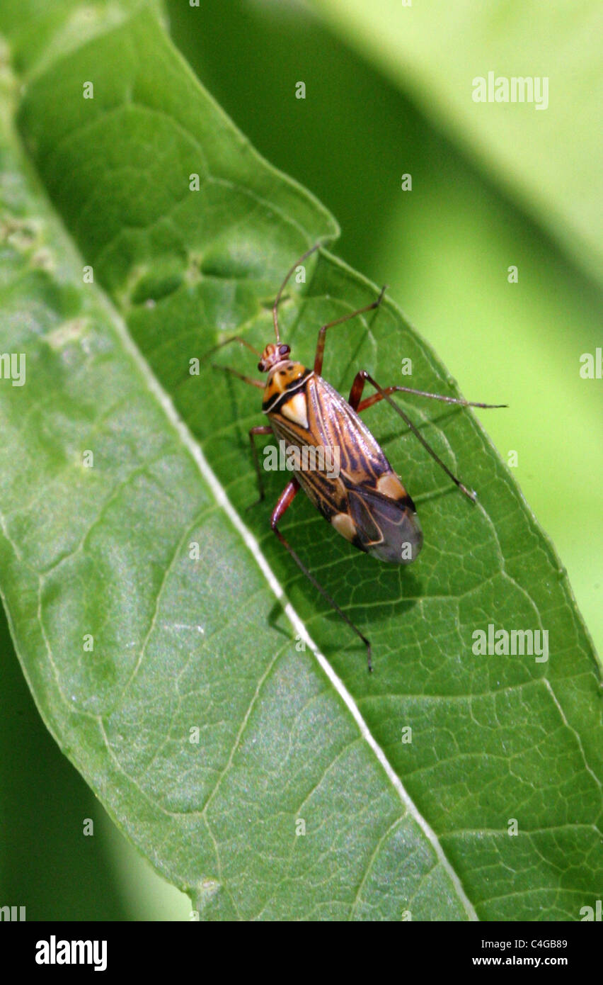 Striped Oak Bug, Calocoris quadripunctatus, Miridae, Miroidea ...