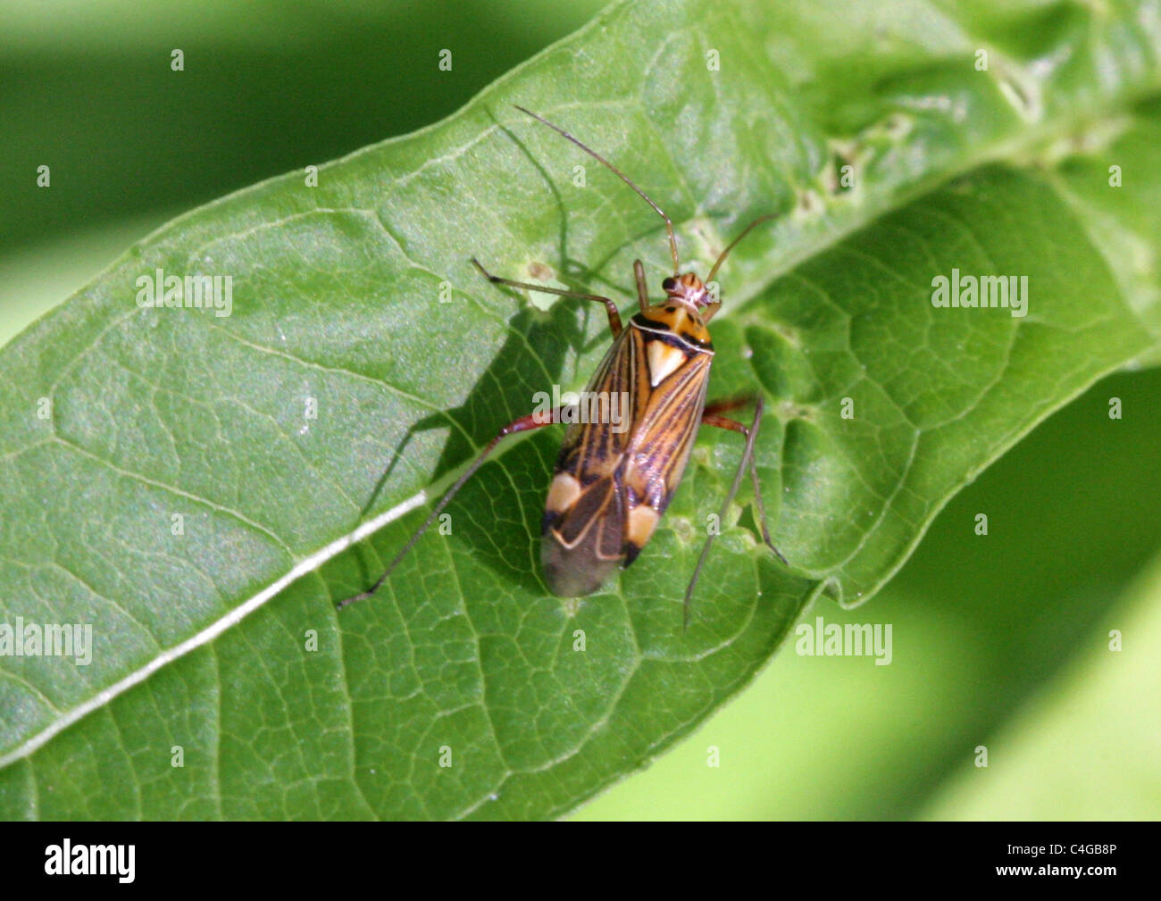 Striped Oak Bug, Calocoris quadripunctatus, Miridae, Miroidea ...
