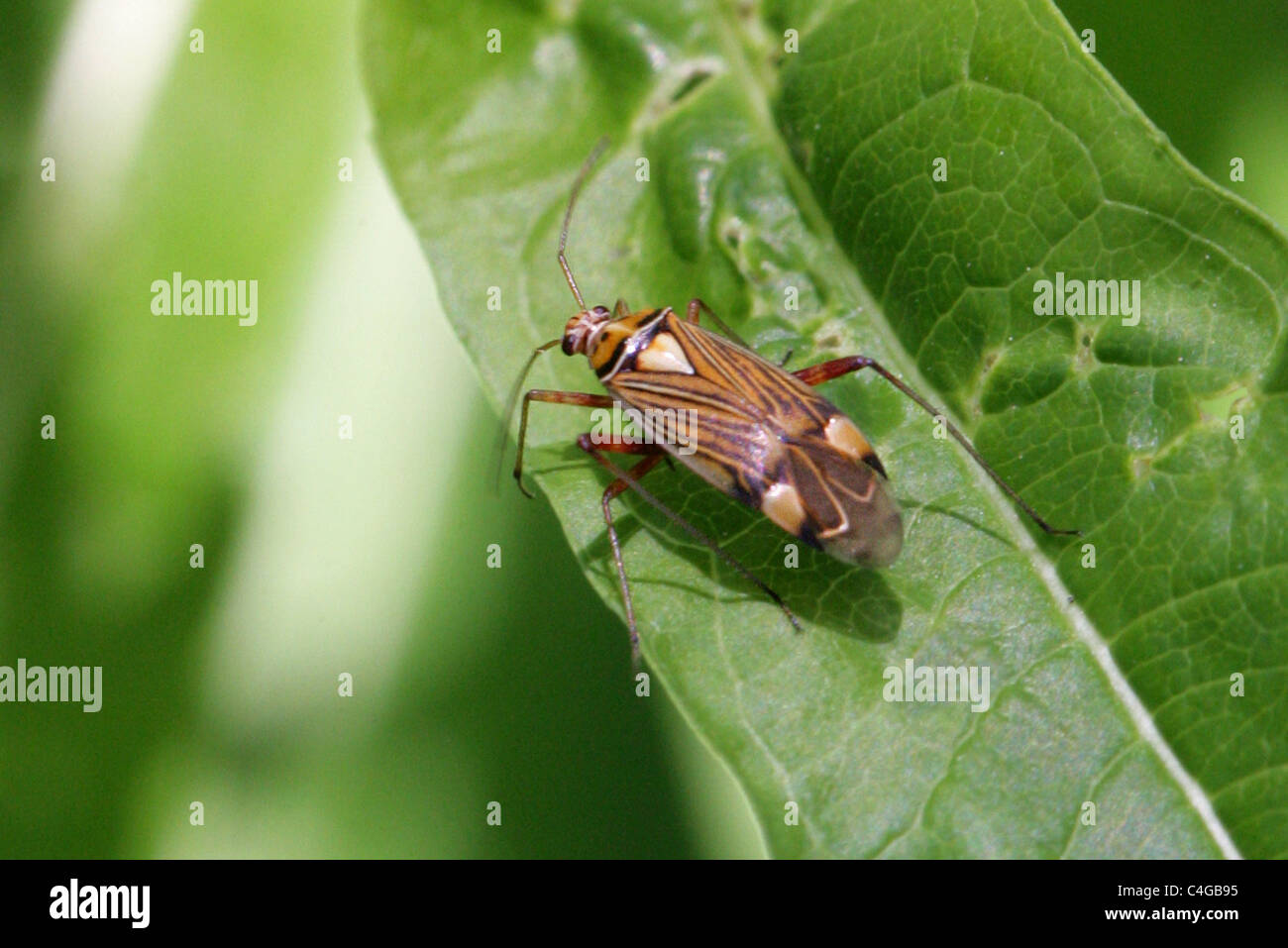 Striped Oak Bug, Calocoris quadripunctatus, Miridae, Miroidea ...