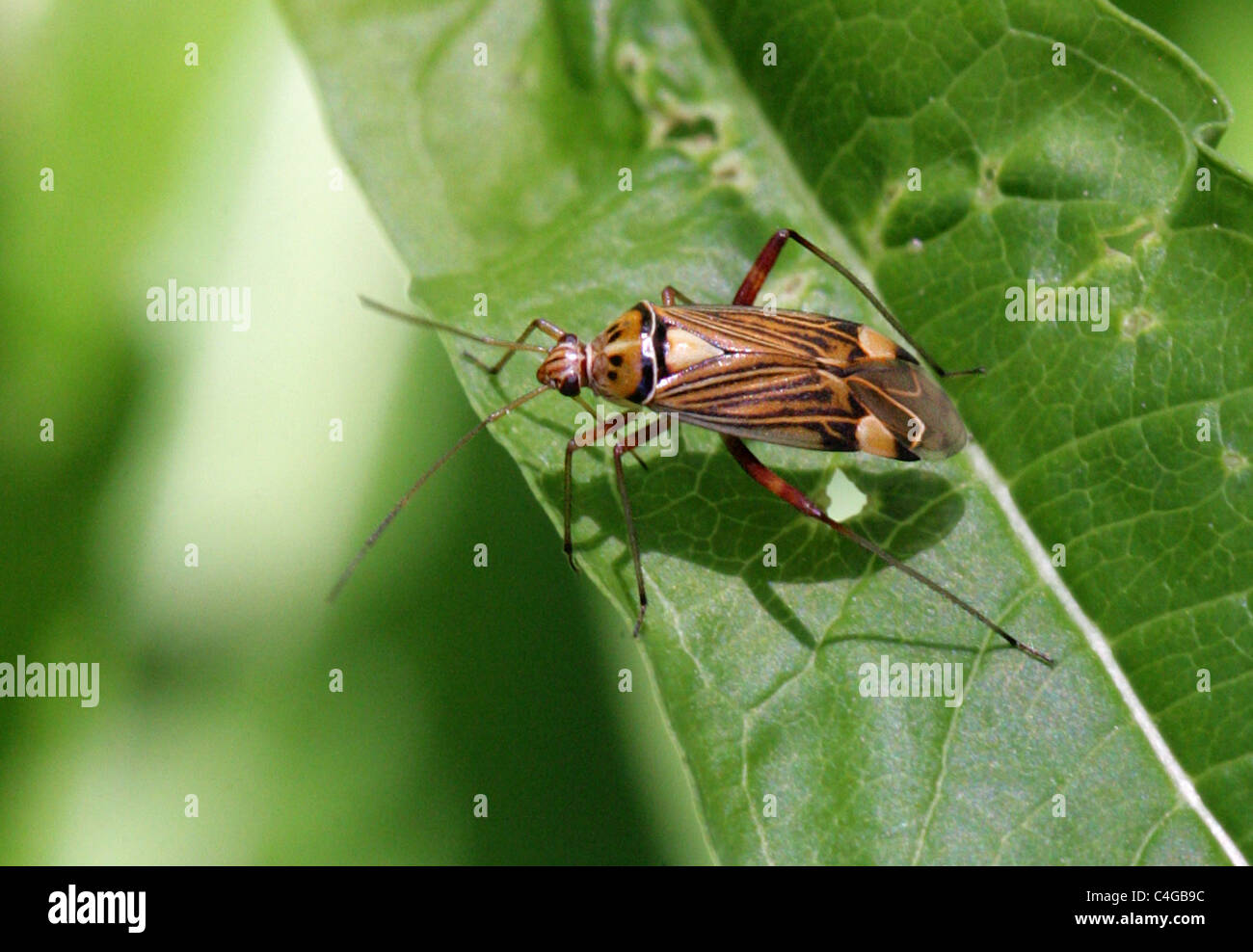 Striped Oak Bug, Calocoris quadripunctatus, Miridae, Miroidea ...