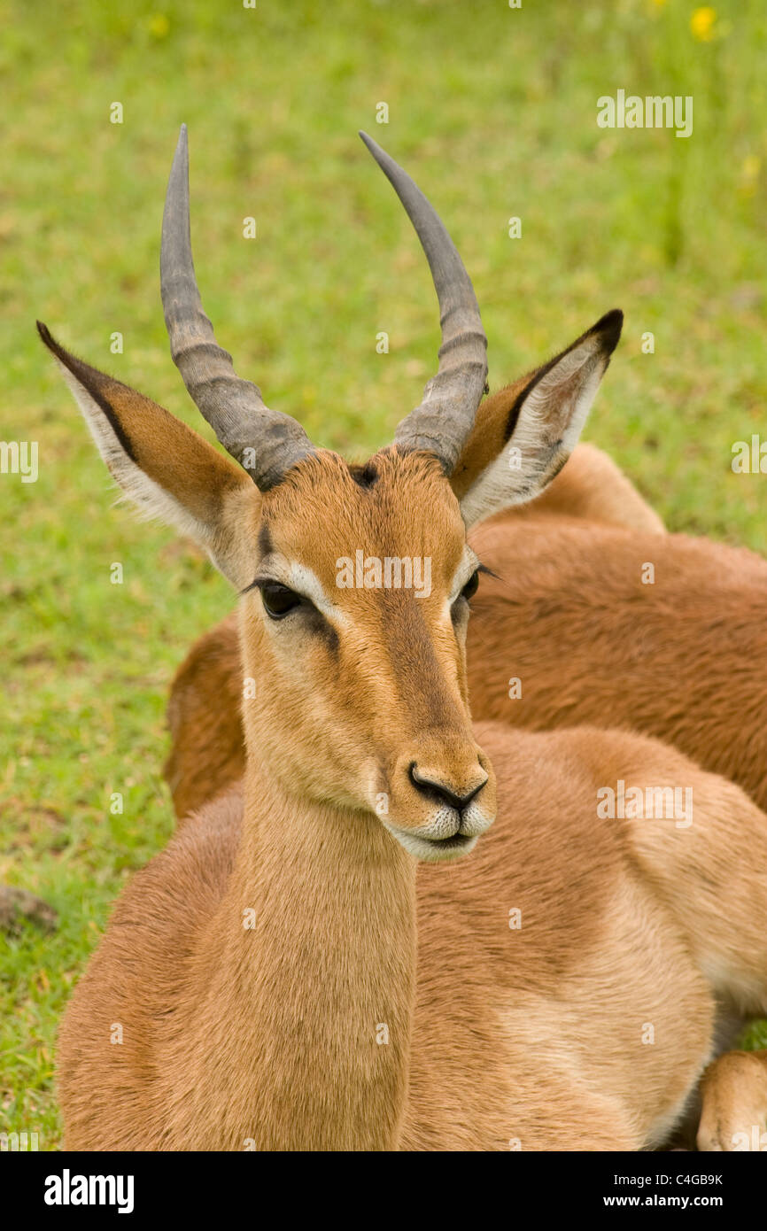 Bull head horns hi-res stock photography and images - Alamy