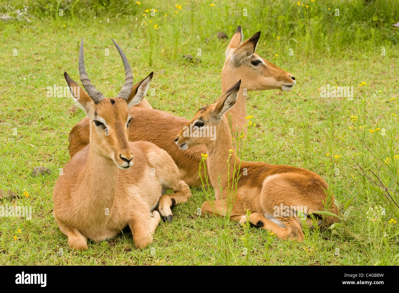 Impala buck family bull doe foal sit resting 3 three group grassland ...