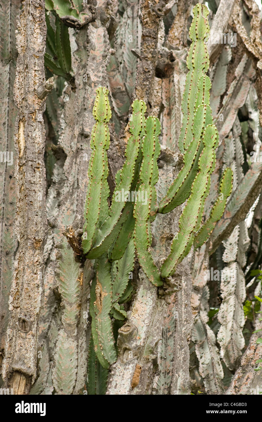Africa cactus hi-res stock photography and images - Alamy