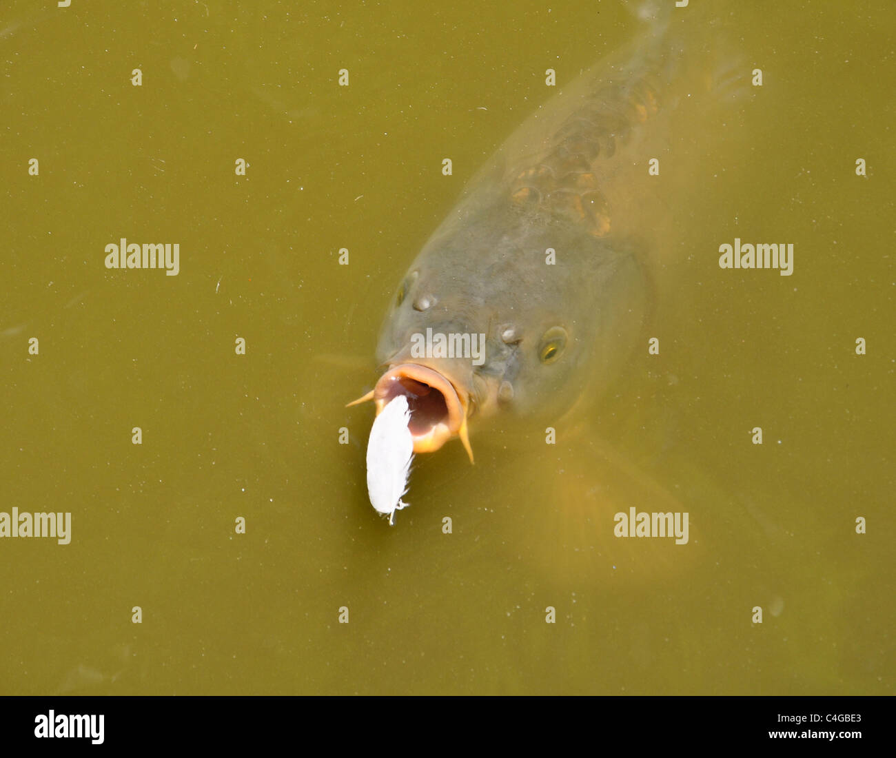 Carp open mouth hi-res stock photography and images - Alamy