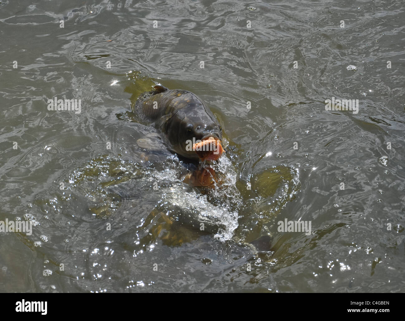 Fish breaking surface of water hi-res stock photography and images - Alamy