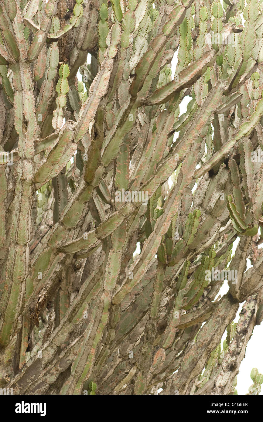 Lush vegitation close hi-res stock photography and images - Alamy