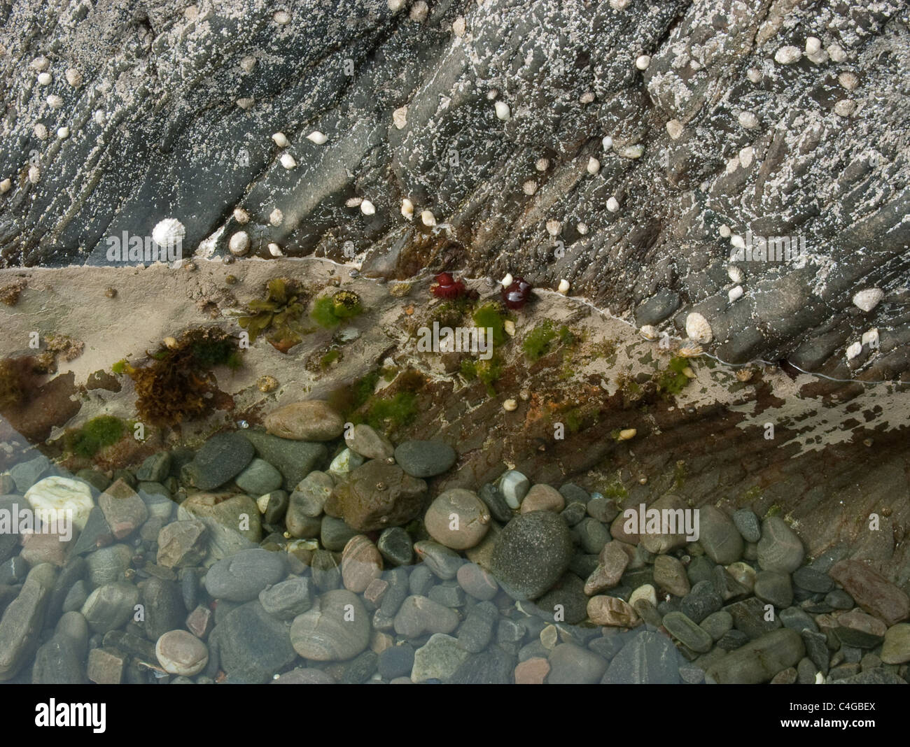 Tidal pool rock hi-res stock photography and images - Alamy