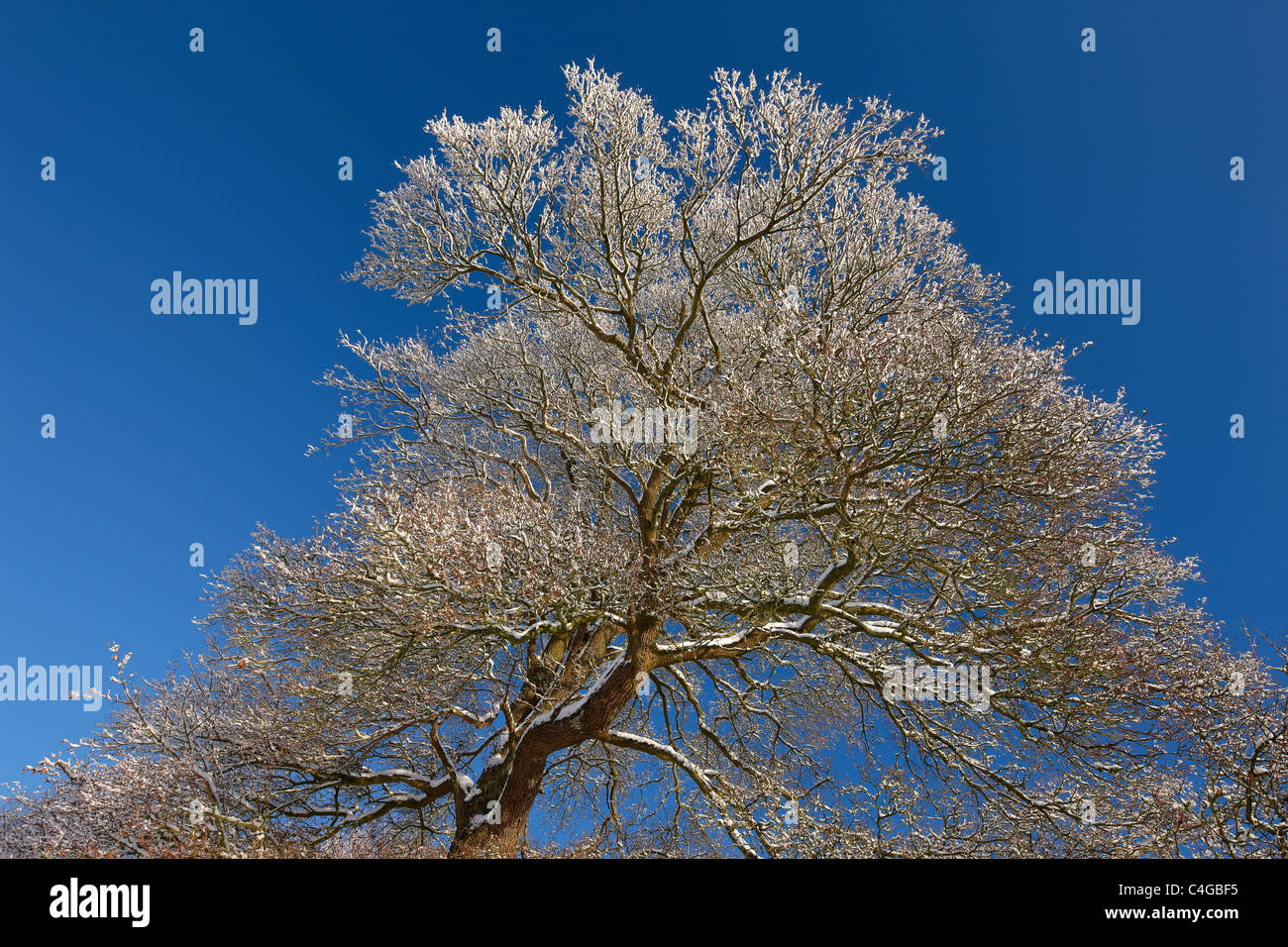 England frost trees hi-res stock photography and images - Alamy