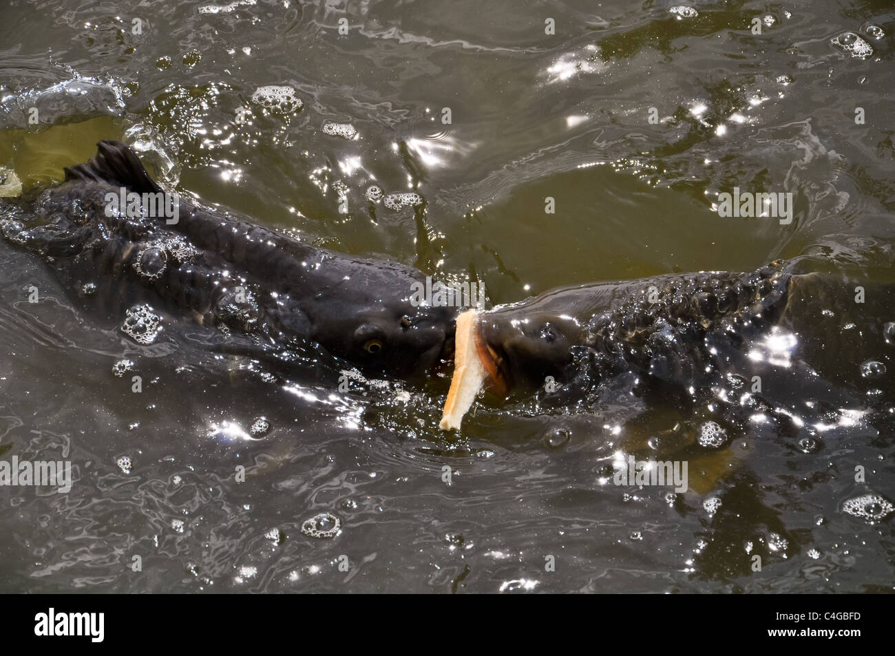 two hungry carps are breaking the surface fighting over a piece of ...