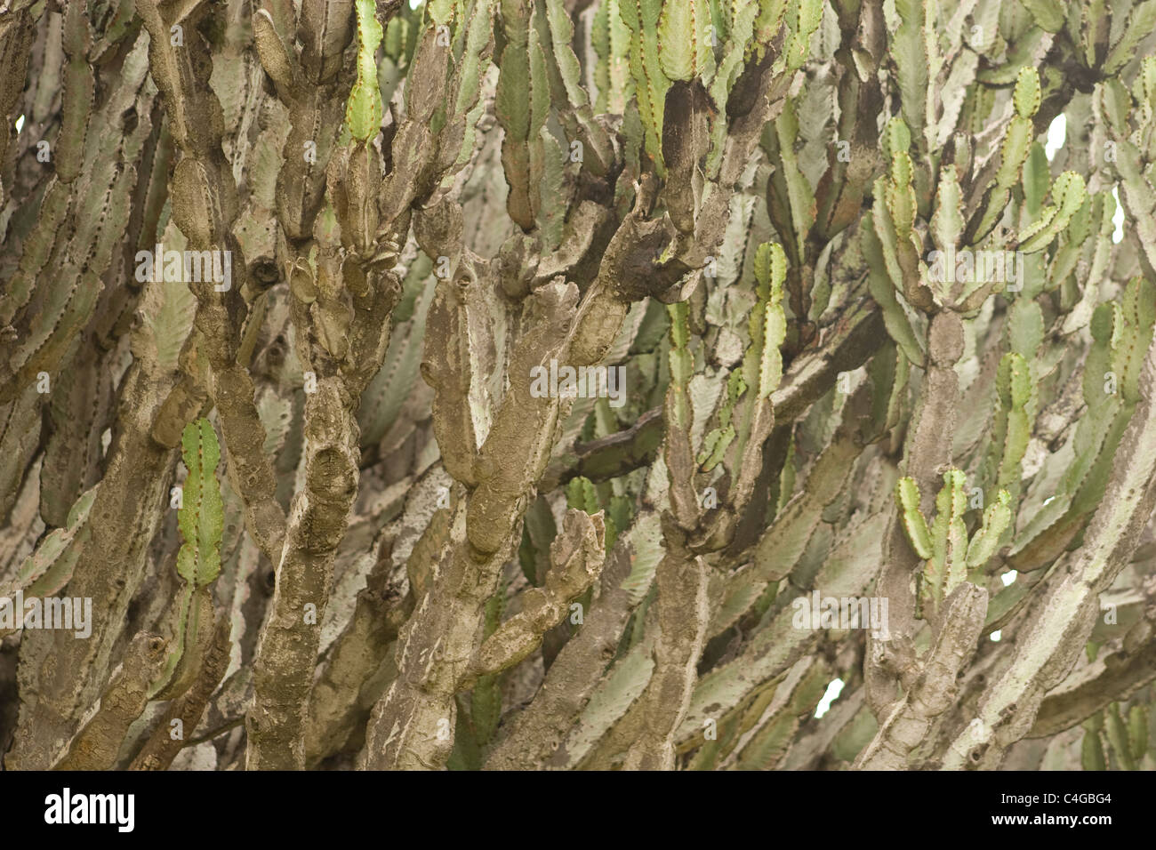 Big Spikes High Resolution Stock Photography and Images - Alamy