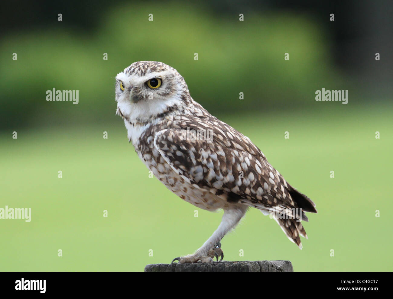 Burrowing owl standing on fence post Stock Photo - Alamy