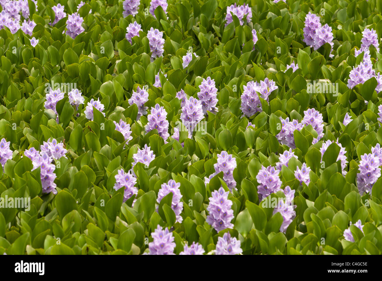 Common water hyacinth (Eichhornia crassipes) floating perennial aquatic ...