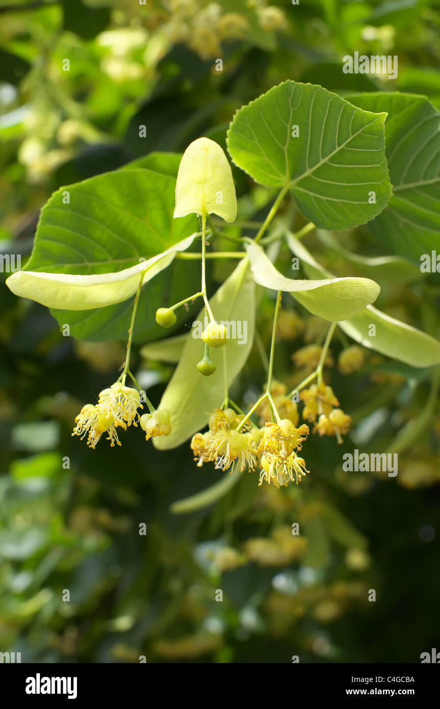 Linden tree flowers Stock Photo - Alamy