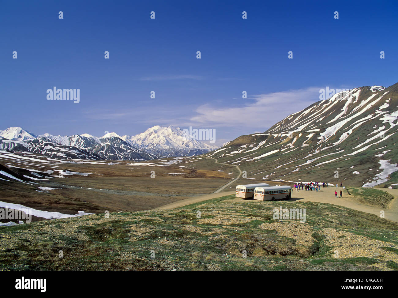 Tour buses on park road with Mount McKinley and the Alaska Range in ...