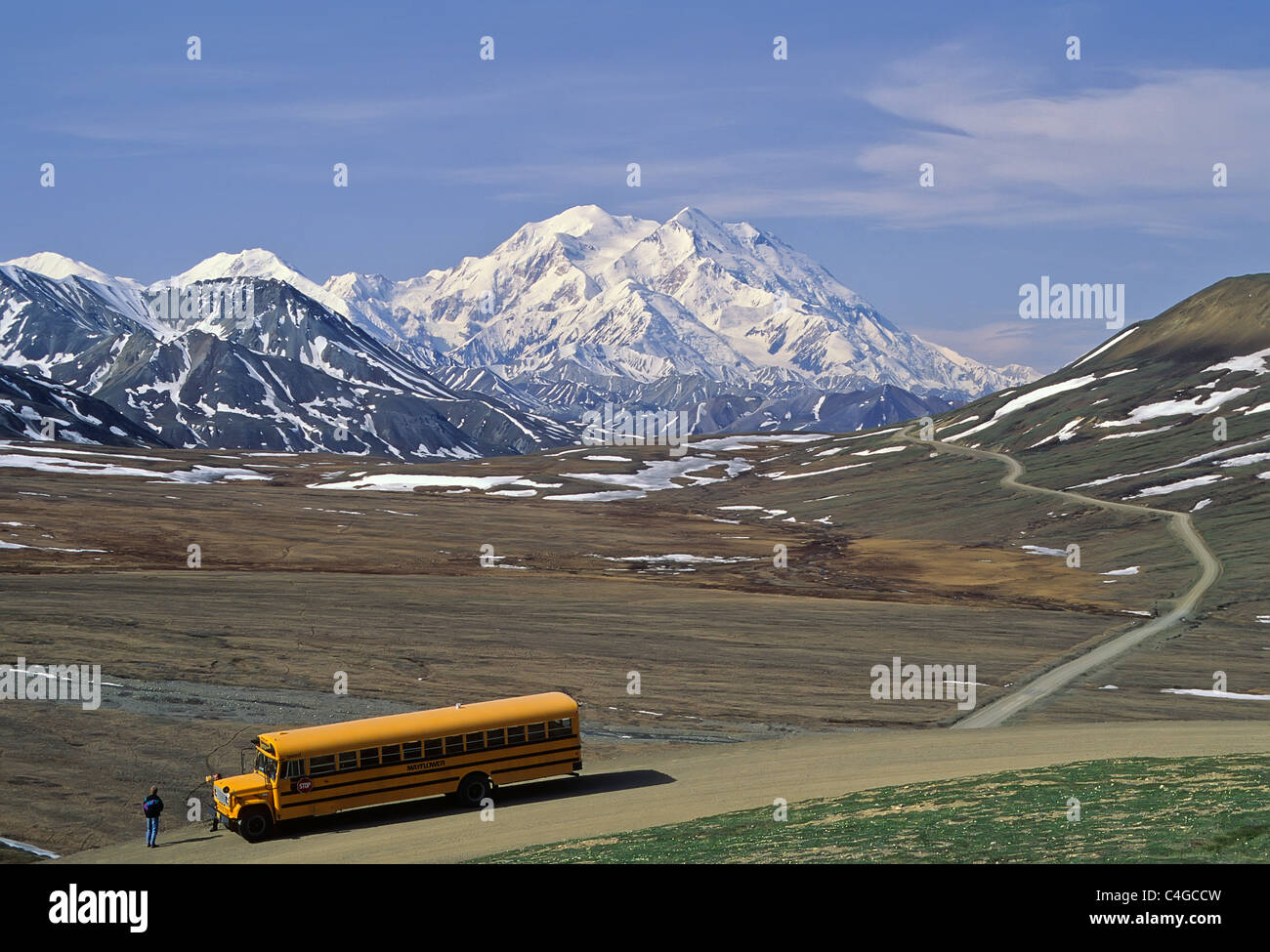 Tour buses on park road with Mount McKinley and the Alaska Range in ...