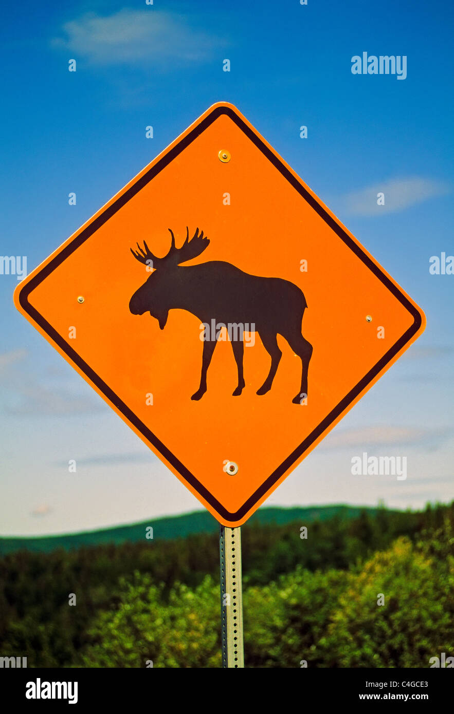 Moose Crossing Sign
