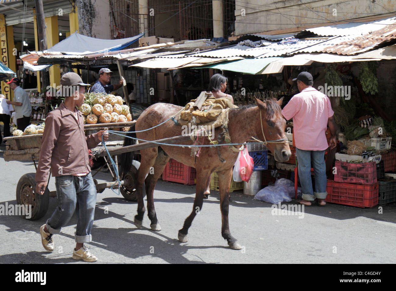 African cart horses hi-res stock photography and images - Alamy