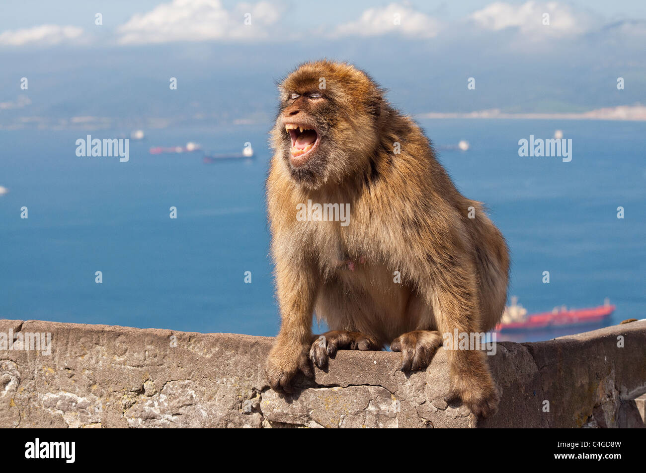 Barbary Ape Macaque on the Rock of Gibraltar. Gibraltar, United Kingdom Stock Photo - Alamy