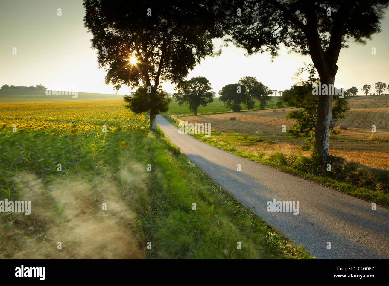 a field of sunflowers blowing in the wind near Castelnaudary, Aude ...