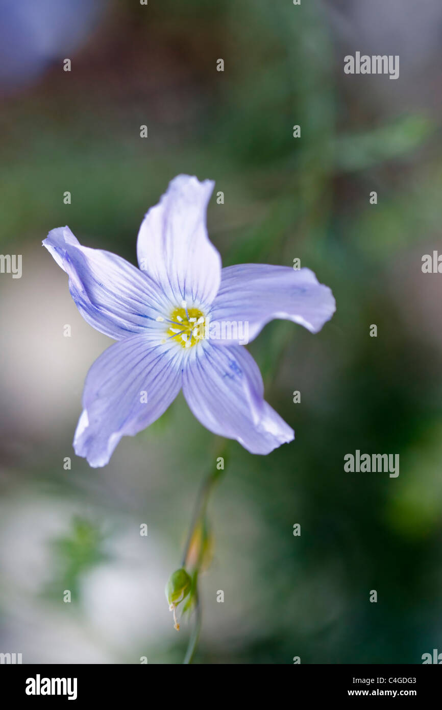 Linum alpinum hi-res stock photography and images - Alamy