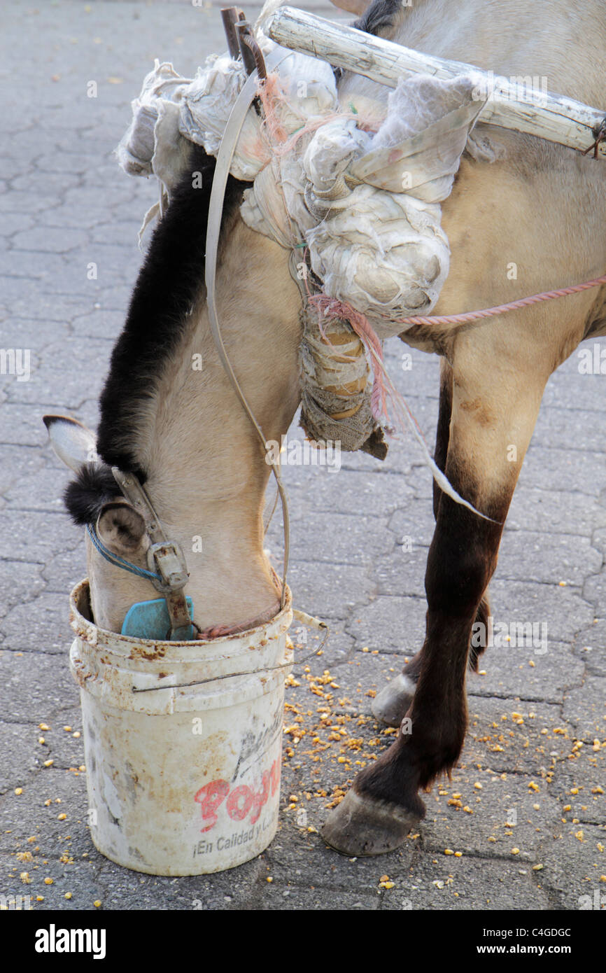 Santo Domingo Dominican Republic,Ciudad Colonia Zona Colonial,Calle ...