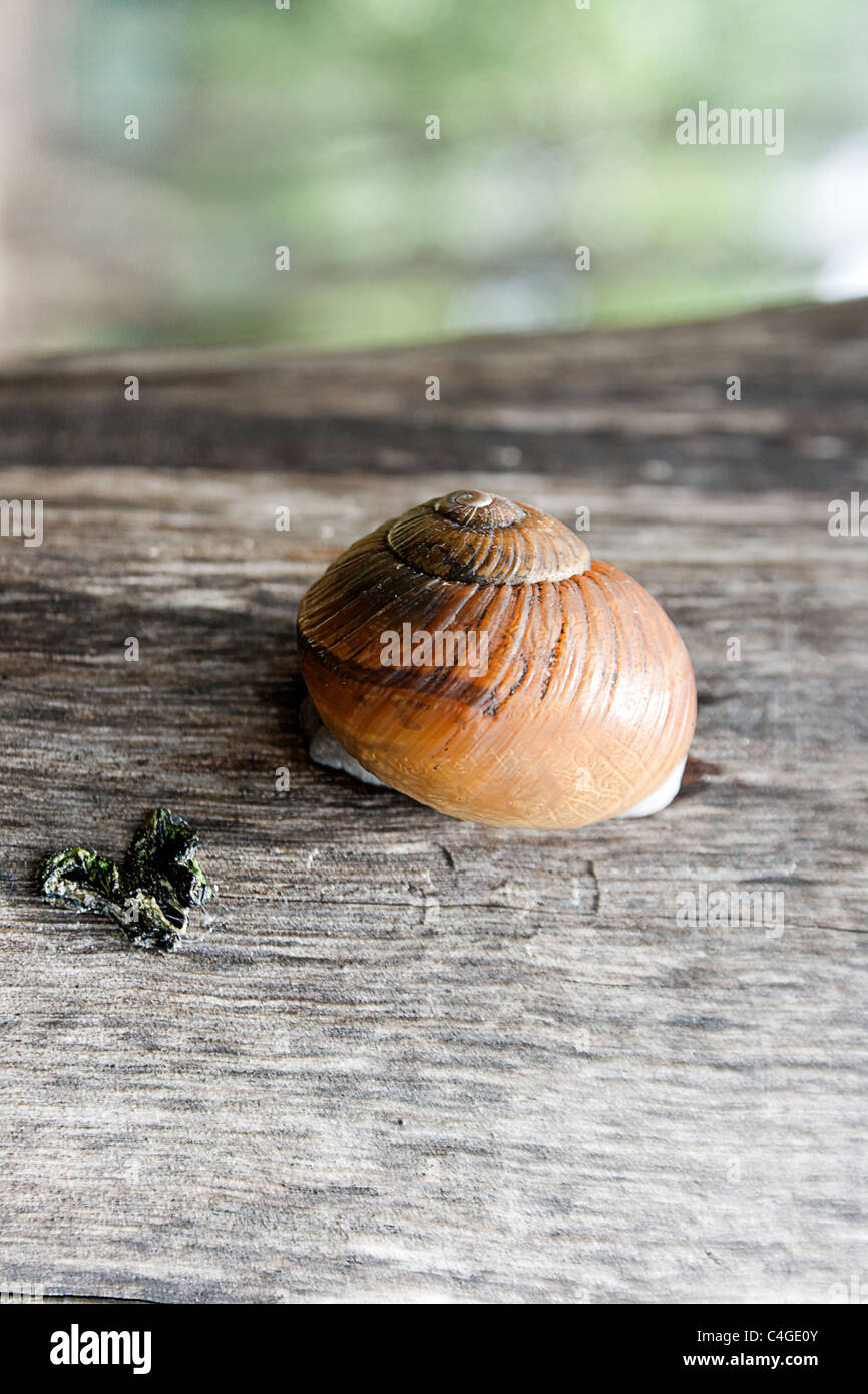 india, snail moving along the b ark of a tree towards a leaf Stock ...