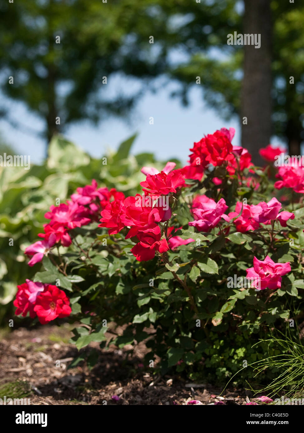 Beautiful red rose bush blooming in a formal garden at George George ...