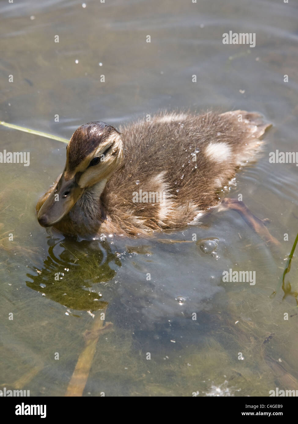 A Mallard duckling swims in a pond at George George a local park Stock ...