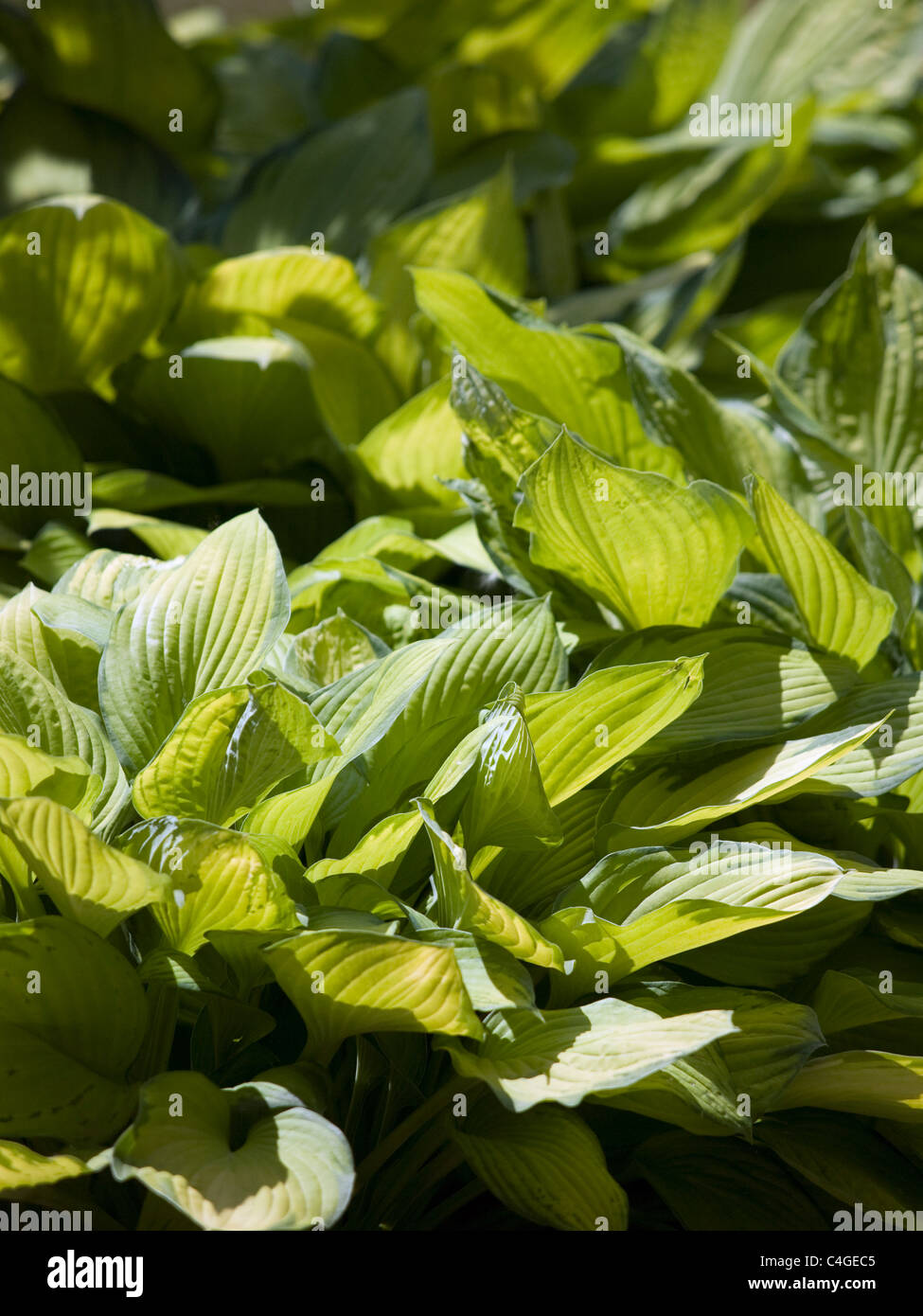 Green Hosta plant the sun is shining brightly through the leaves Stock ...
