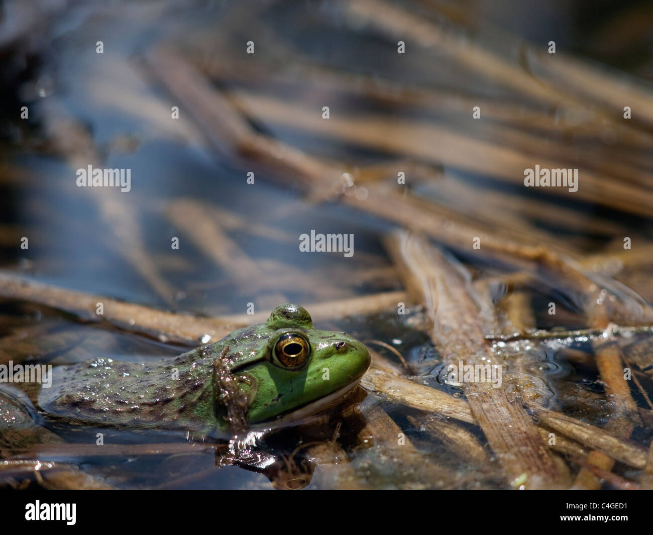 Dying pond hi-res stock photography and images - Alamy