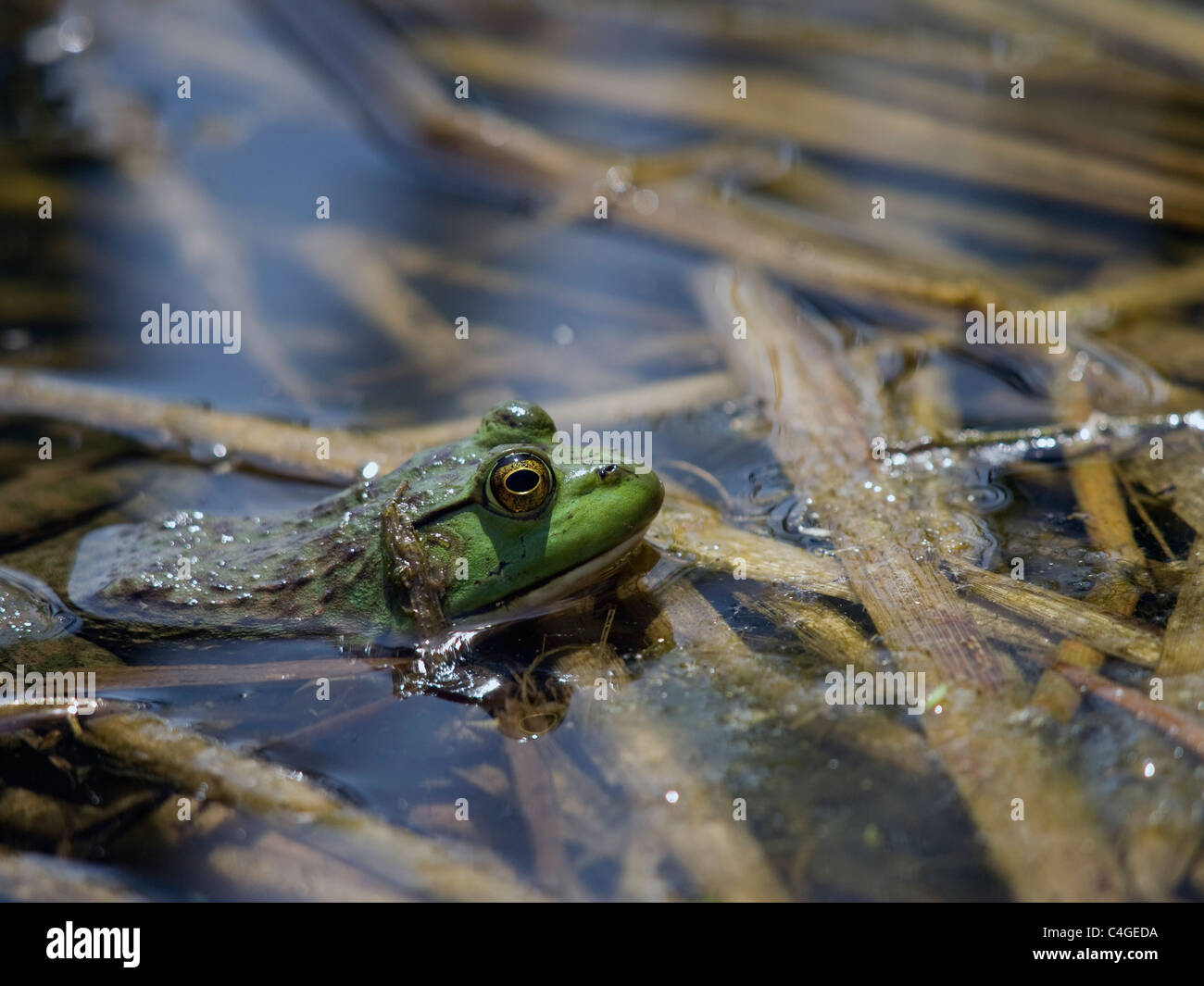 American bullfrog portrait hi-res stock photography and images - Alamy