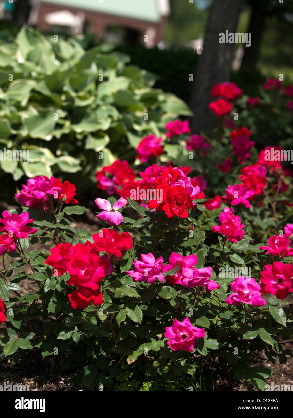 Beautiful red rose bush blooming in a formal garden at George George ...