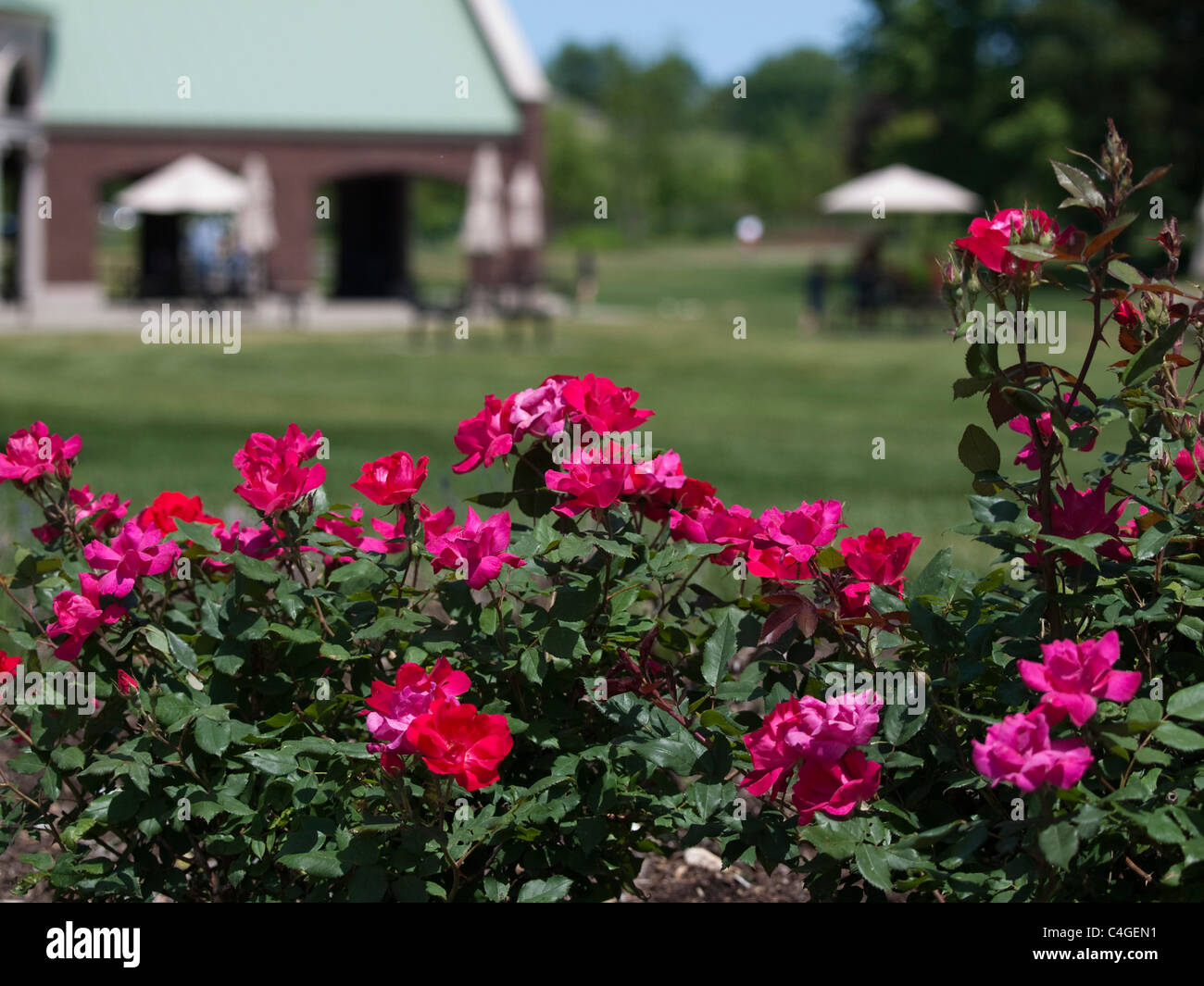 Beautiful red rose bush blooming in a formal garden at George George ...