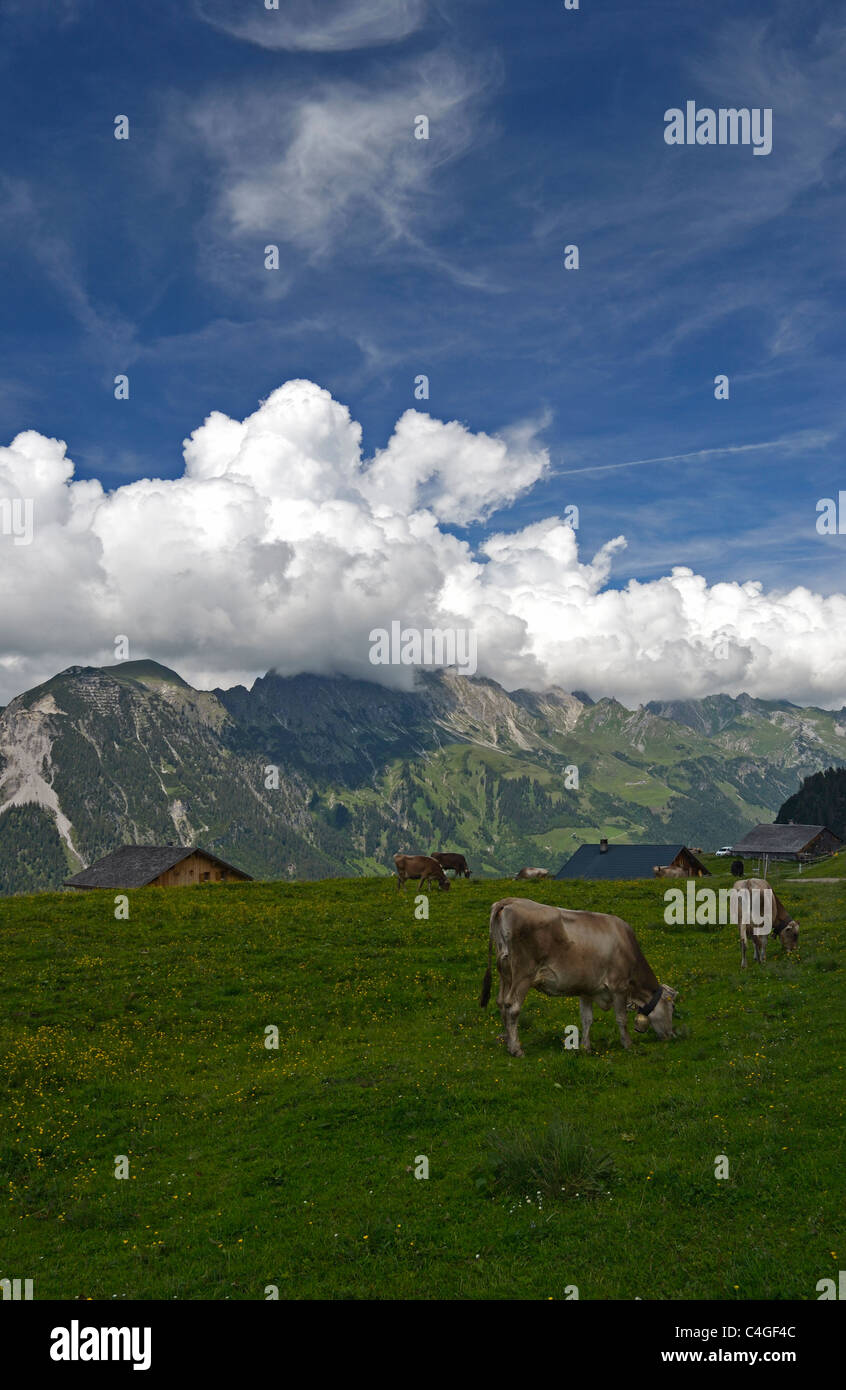 Austria cows hi-res stock photography and images - Alamy