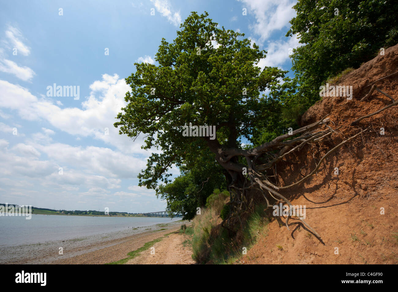 Exposed tree roots river bank hi-res stock photography and images - Alamy