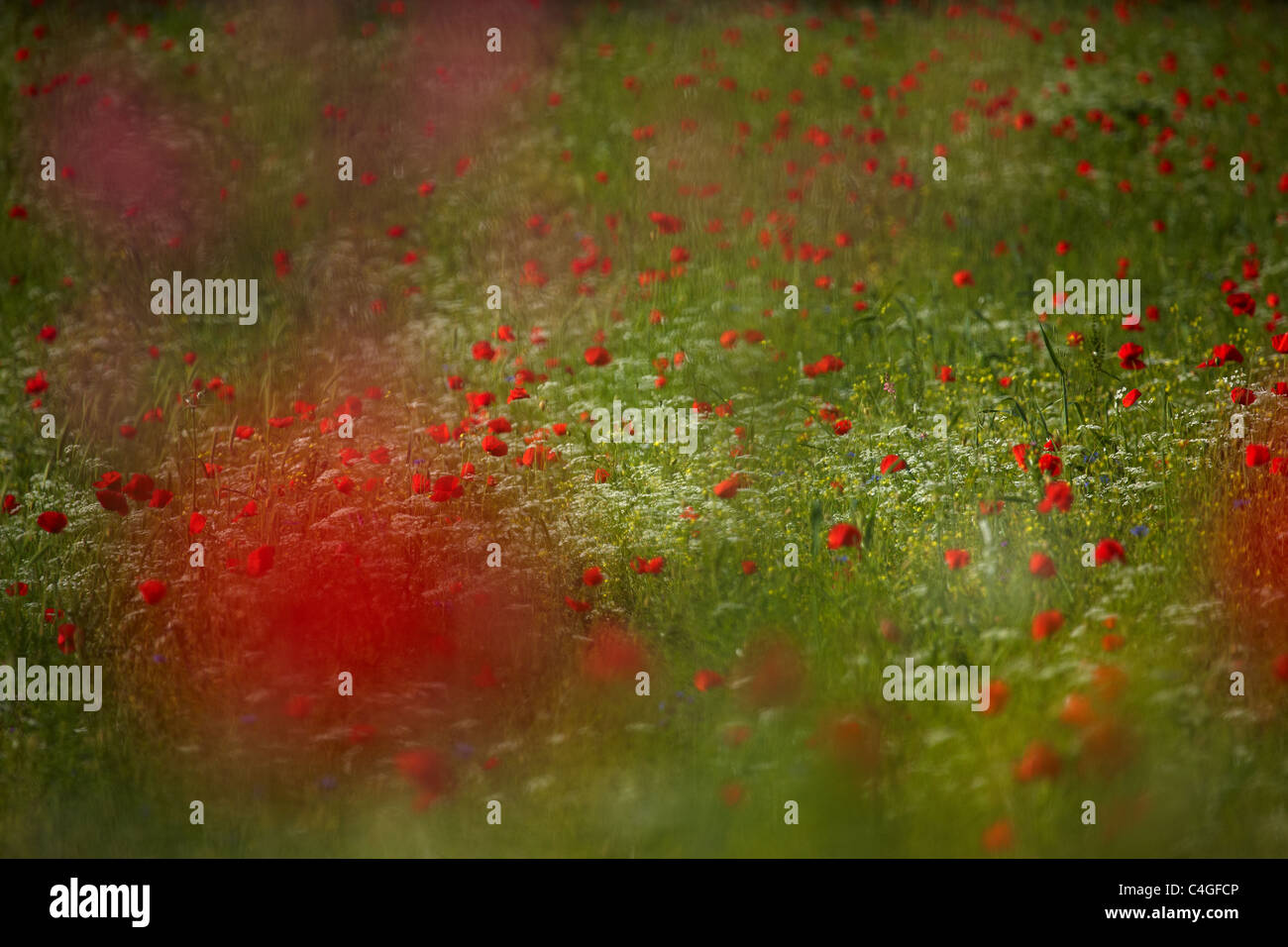 poppies in the Valnerina nr Campi, Umbria, Italy Stock Photo - Alamy