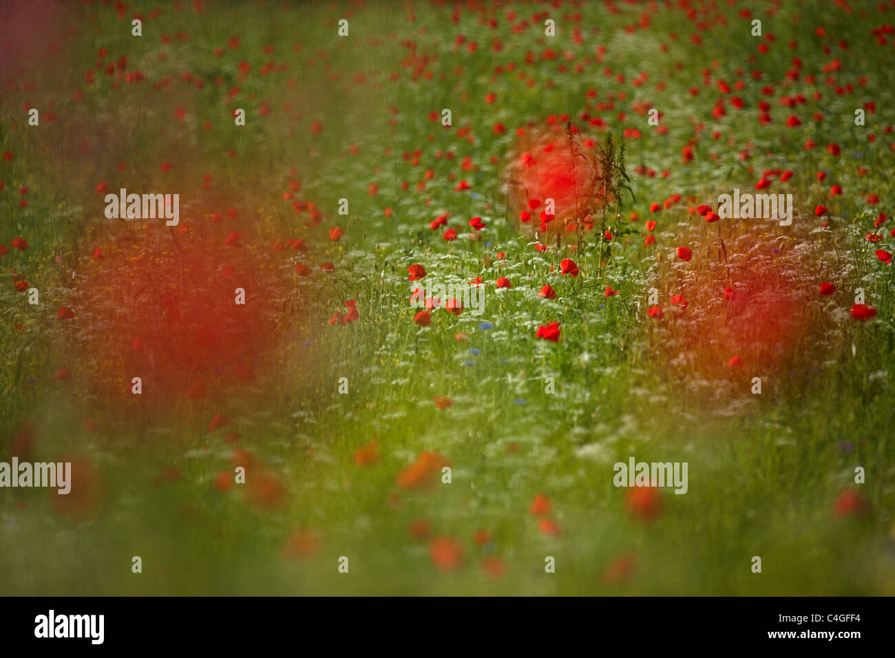 poppies in the Valnerina nr Campi, Umbria, Italy Stock Photo - Alamy