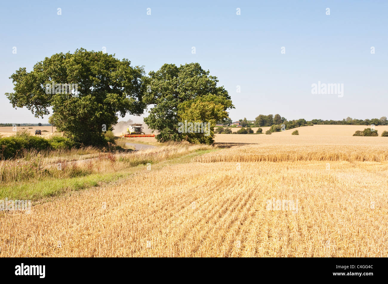 Corn field during harvest time Stock Photo - Alamy