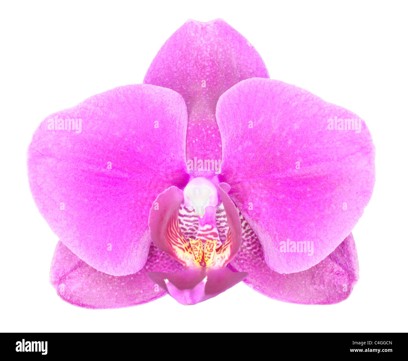 Orchid detail Cut Out Stock Images & Pictures - Alamy