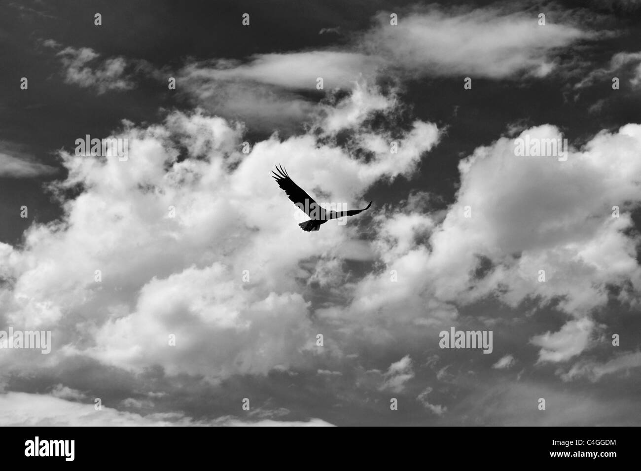 Bald eagle flying free,wings spread ,Falconry Harz,Burg Regenstein ...