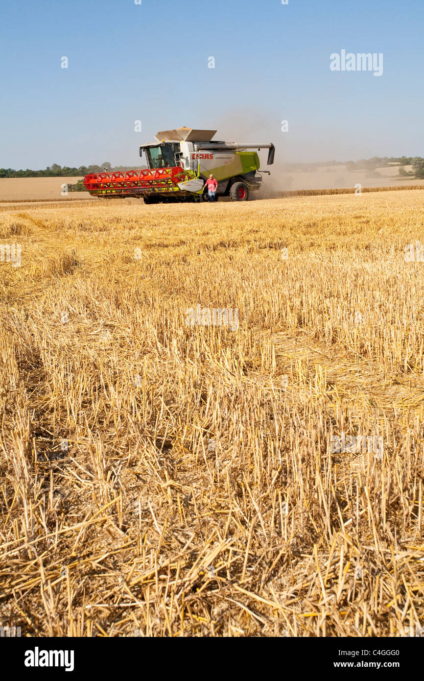 Corn field stubble Stock Photo - Alamy