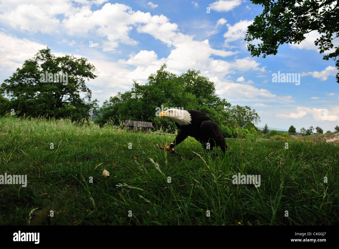 Bald eagle walking hi-res stock photography and images - Alamy