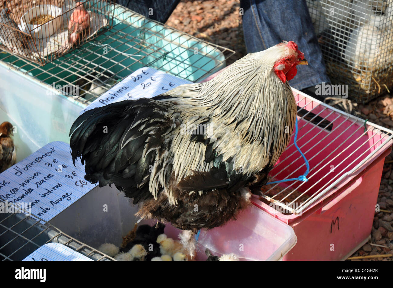 French cockerel hi-res stock photography and images - Alamy
