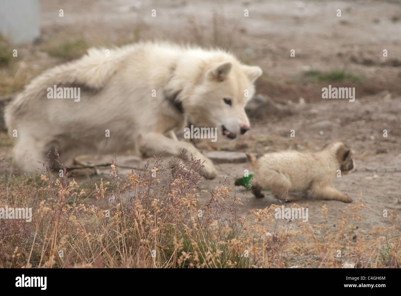 Arctic Wolf Pups High Resolution Stock Photography and Images - Alamy