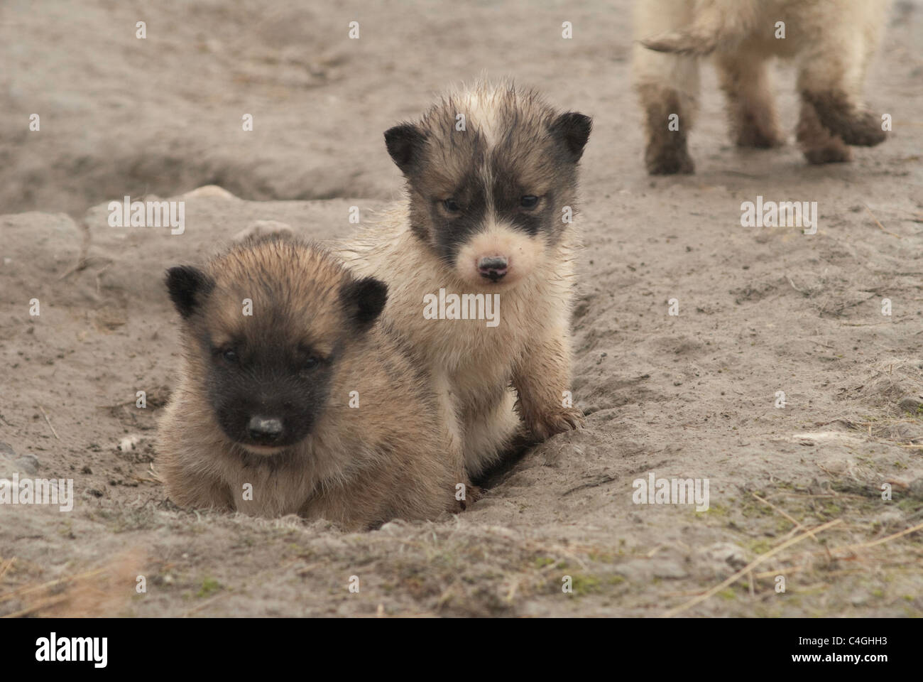 Young Husky pups Stock Photo - Alamy