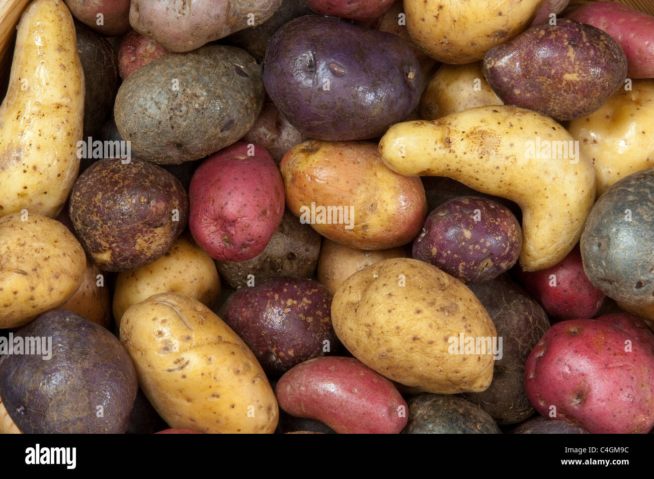 Potato (Solanum tuberosum), various colored potatoes Stock Photo - Alamy