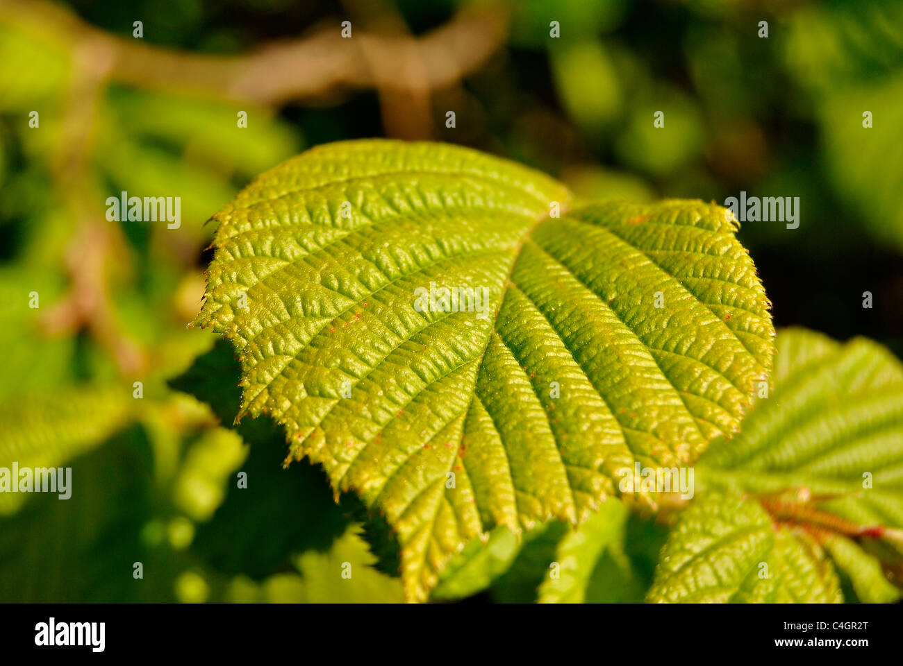 red and green hazel leaf as background Stock Photo - Alamy