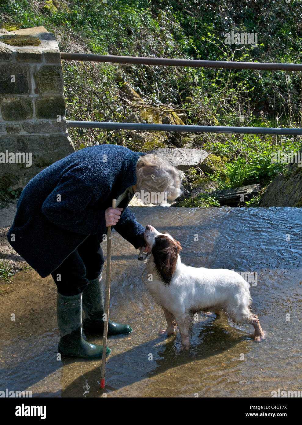 Dog walking springer spaniel hi-res stock photography and images - Alamy